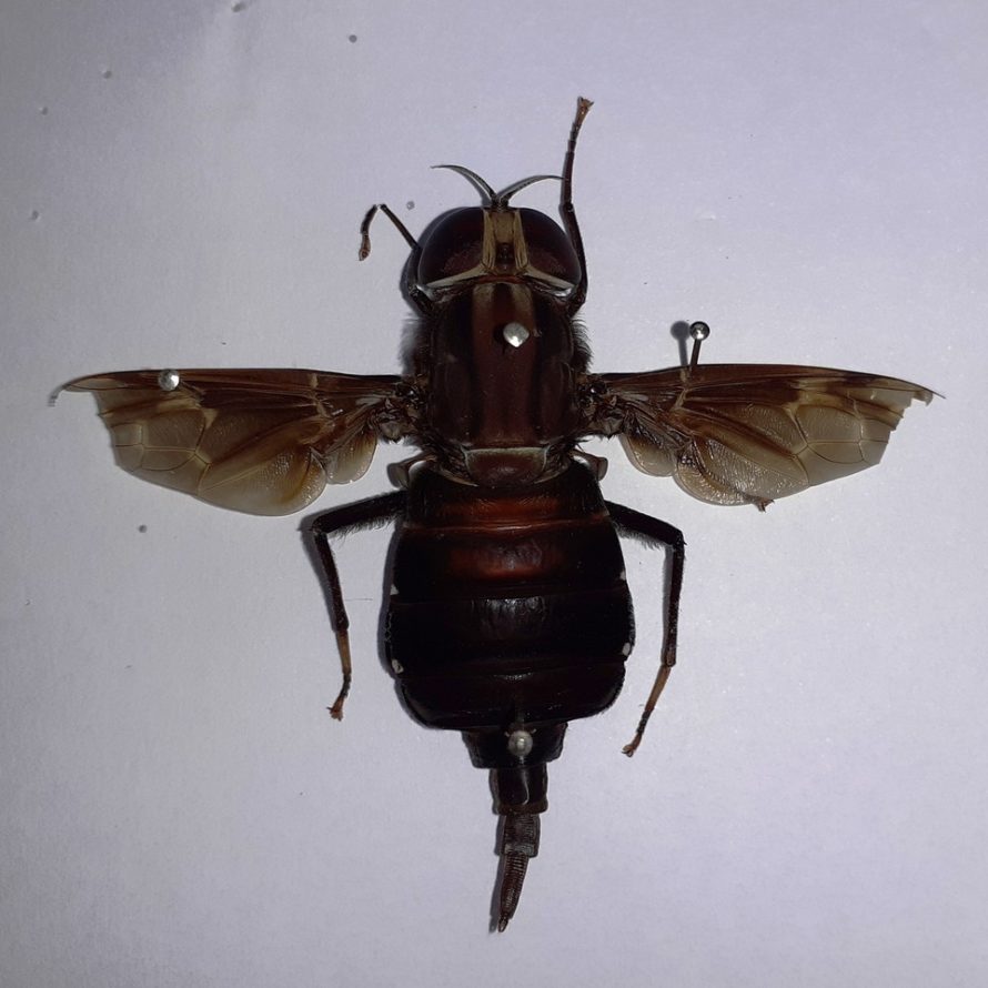 Cientistas brasileiros descobriram a maior mosca-da-madeira já ...