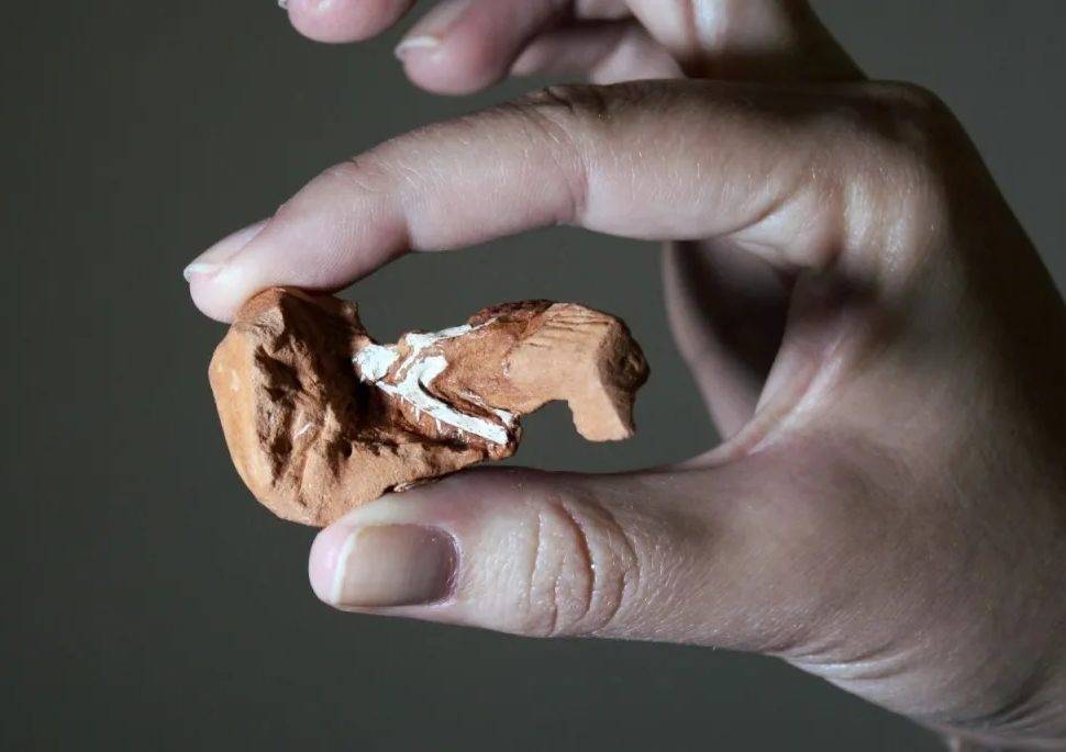 Uma pesquisa feita por especialistas brasileiros concluiu que um fóssil ...